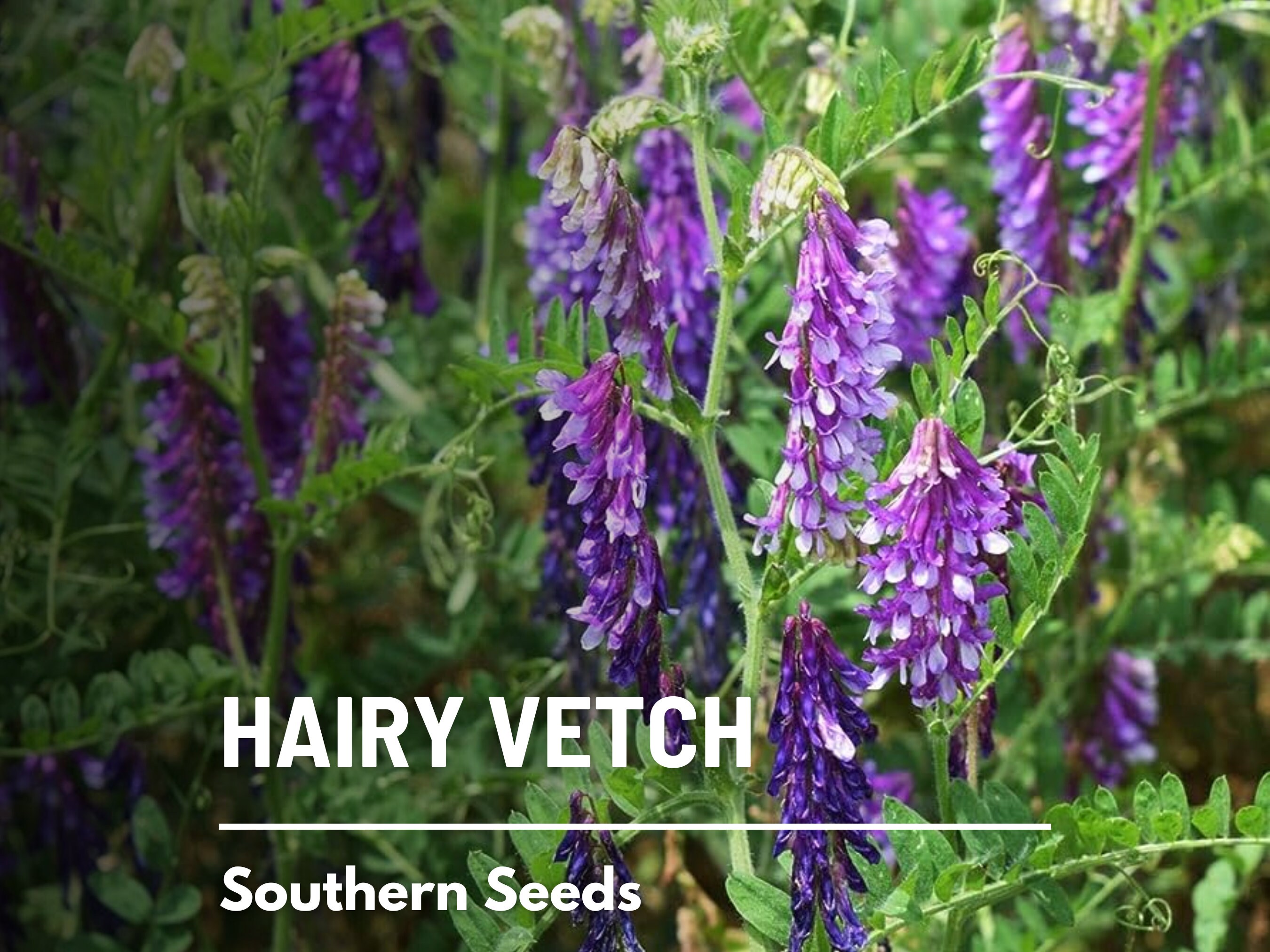 Hairy Vetch Plant