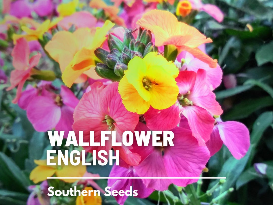 Wallflower, English Mix - 100 Seeds - Heirloom Flower, Stunning Multi ...