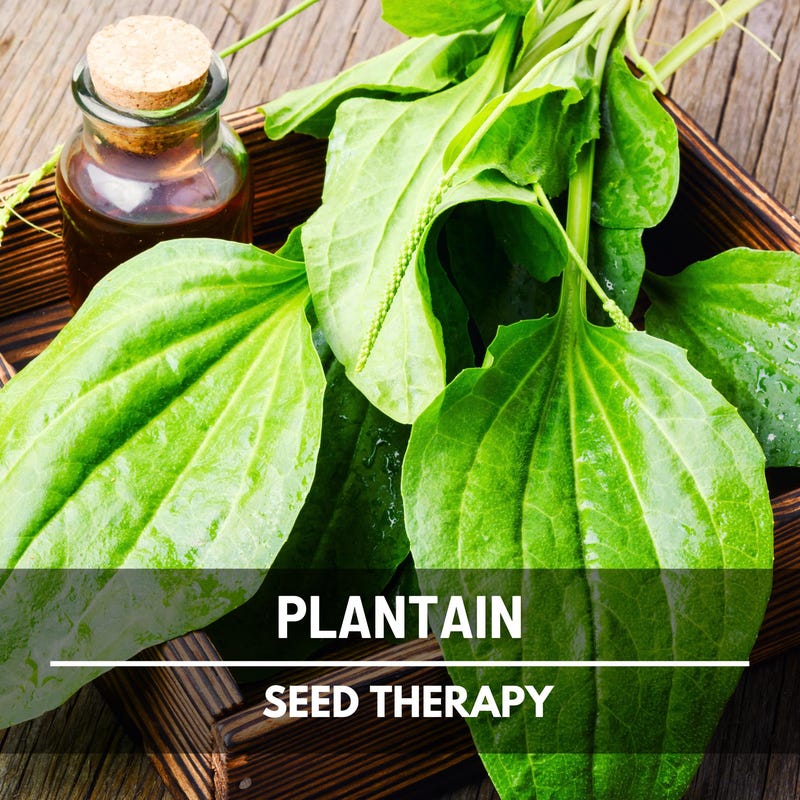 Heirloom Plantain Seeds - Etsy