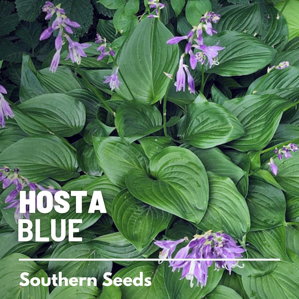 Purple Hosta Plant - Etsy