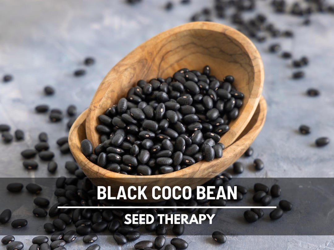 Black Coco Bean Seeds – Heirloom, Gourmet Rich and Creamy Culinary Bean ...