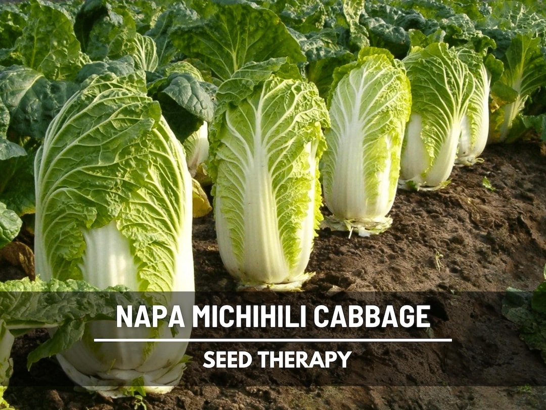 Cool Review About Napa Cabbage Seed