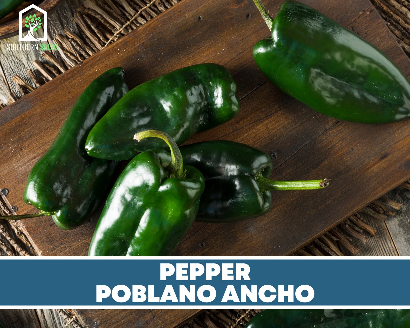 Pepper Poblano Ancho Grande 25 Seeds Easy to Grow - Etsy