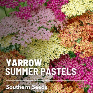 Yarrow, Summer Pastels - 50 Seeds - Heirloom Flower - Medicinal ...