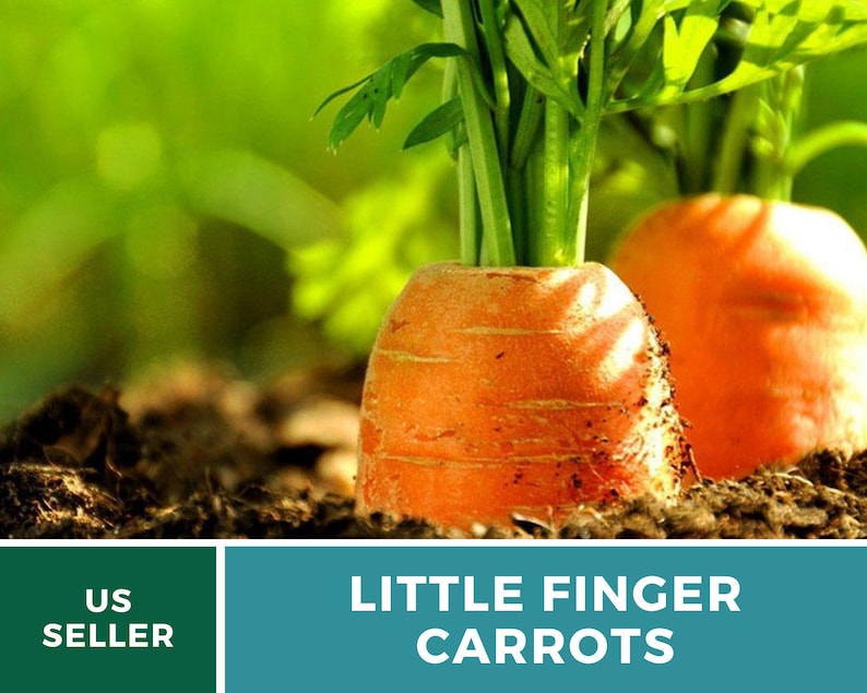 Little Finger Carrot Seeds – Heirloom, Sweet & Early Variety (250 Seeds ...
