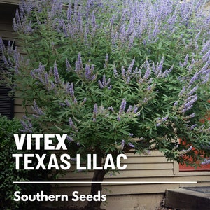 Vitex Chaste Tree Seeds (texas Lilac) – Heirloom Shrub, Stunning Blue ...
