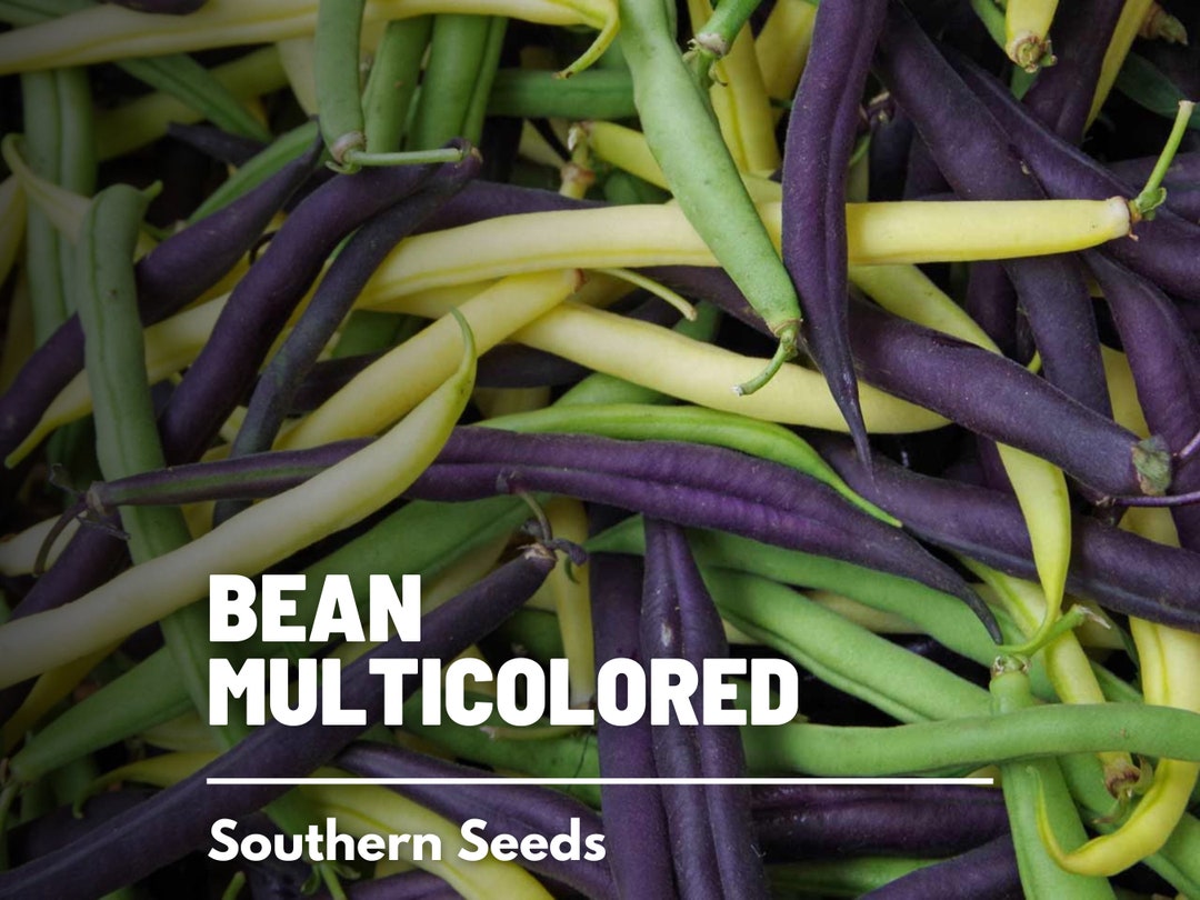 Bean, Multicolored Mix 30 Seeds Heirloom Vegetable Open Pollinated Non ...