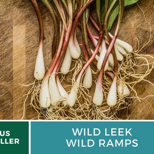 Wild Leek Seeds (ramps) – Heirloom Vegetable, Open Pollinated, Non-gmo ...