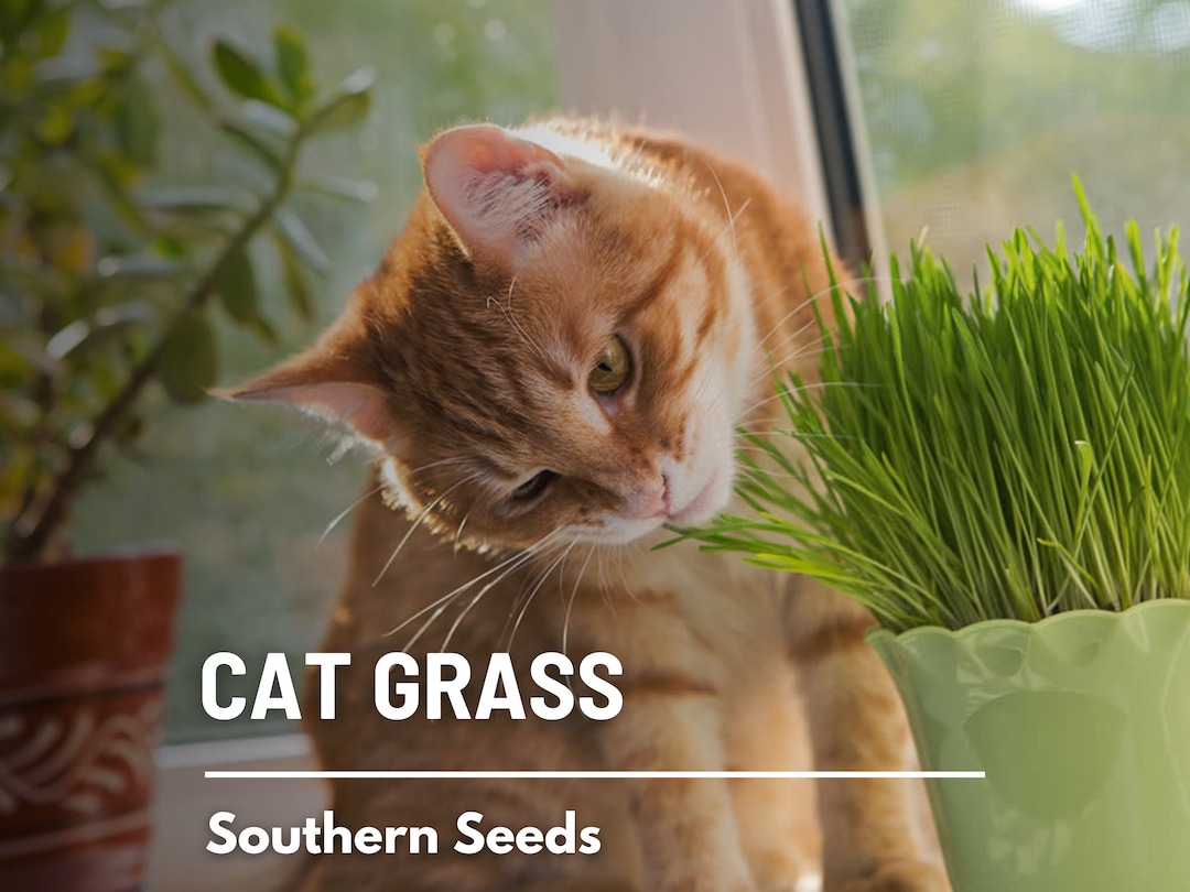 Cat Grass - 50 Seeds - Heirloom Ornamental Grass, Cat's Favorite ...
