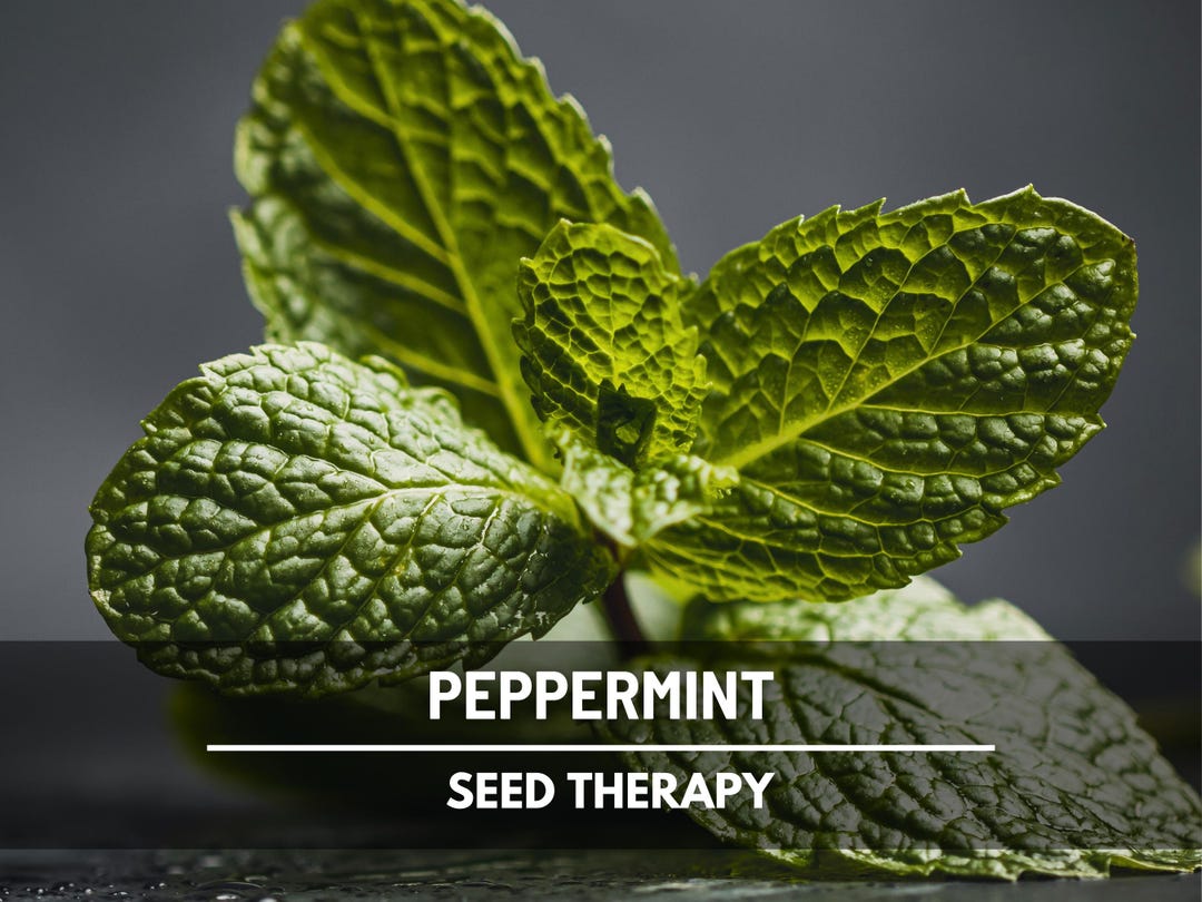 Peppermint - 100 Seeds - Heirloom Herb - Culinary & Medicinal - Non-gmo ...