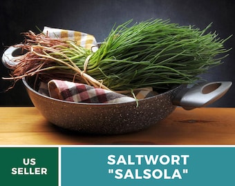 Saltwort Seeds - Etsy