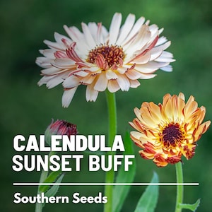 Sunset Buff Calendula Seeds – Heirloom Medicinal Flower With Apricot ...