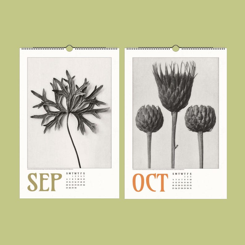 Karl Blossfeldt Wall Calendar – Urformen Der Kunst, Nature Photography ...