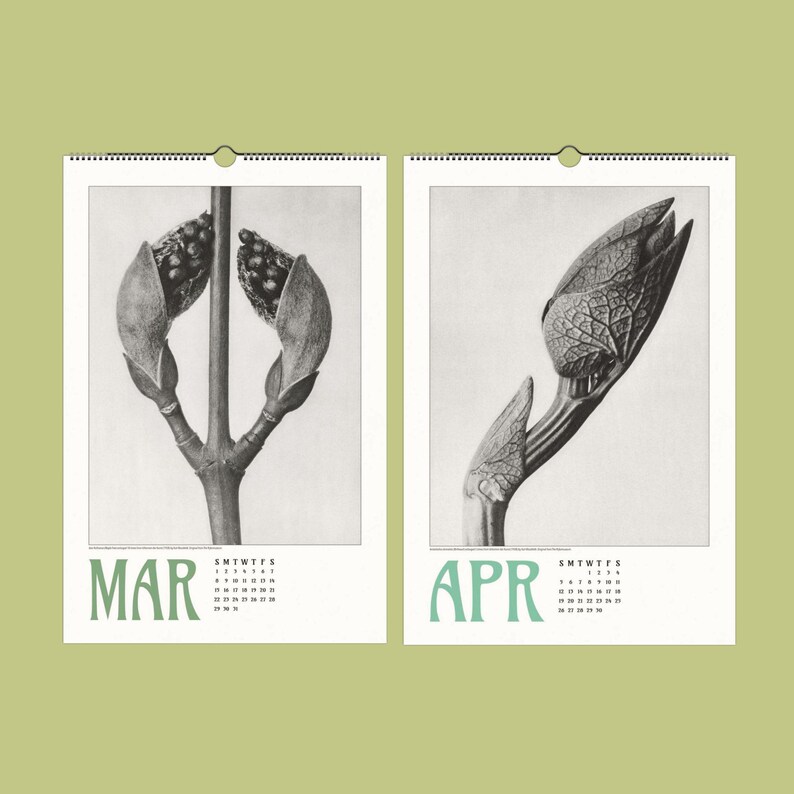 Karl Blossfeldt Wall Calendar – Urformen Der Kunst, Nature Photography ...