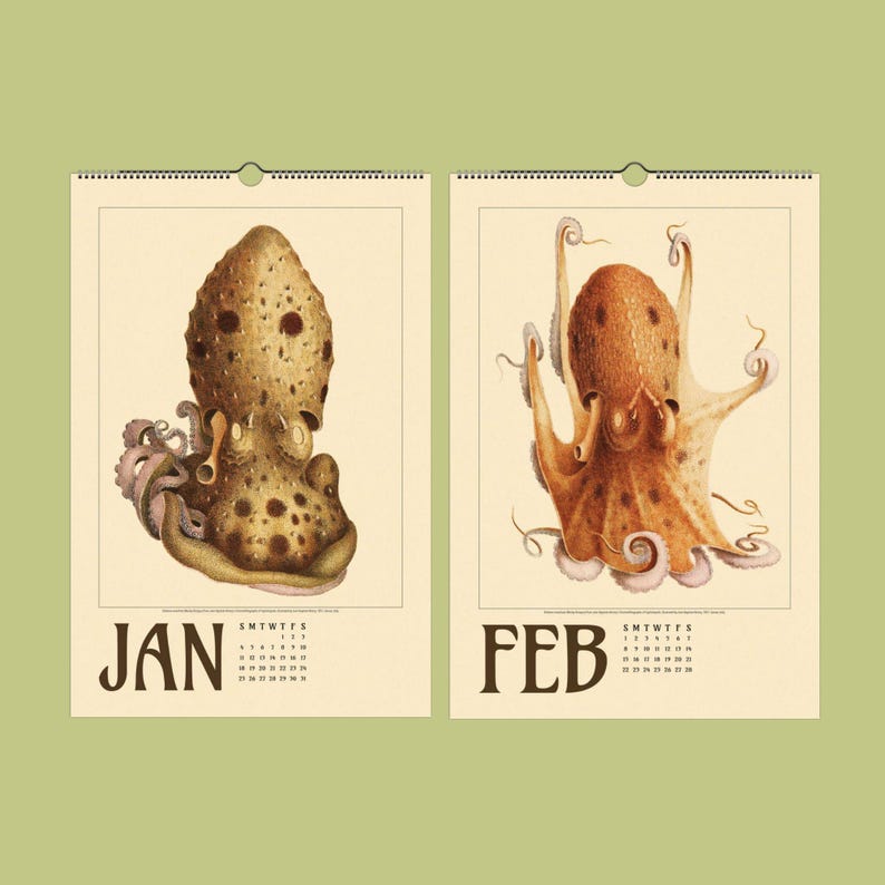 Cephalopod Wall Calendar - French Artist, Jean Baptiste Vérany, Octopus ...