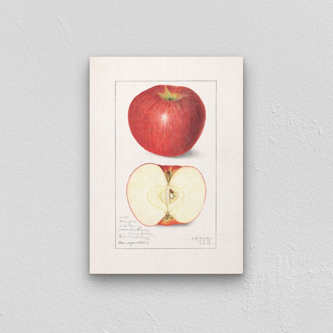 Apple - Botanical Wall Art - Etsy