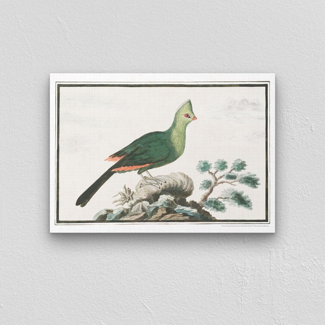 Knysna Turaco - Animal Art Print - Etsy