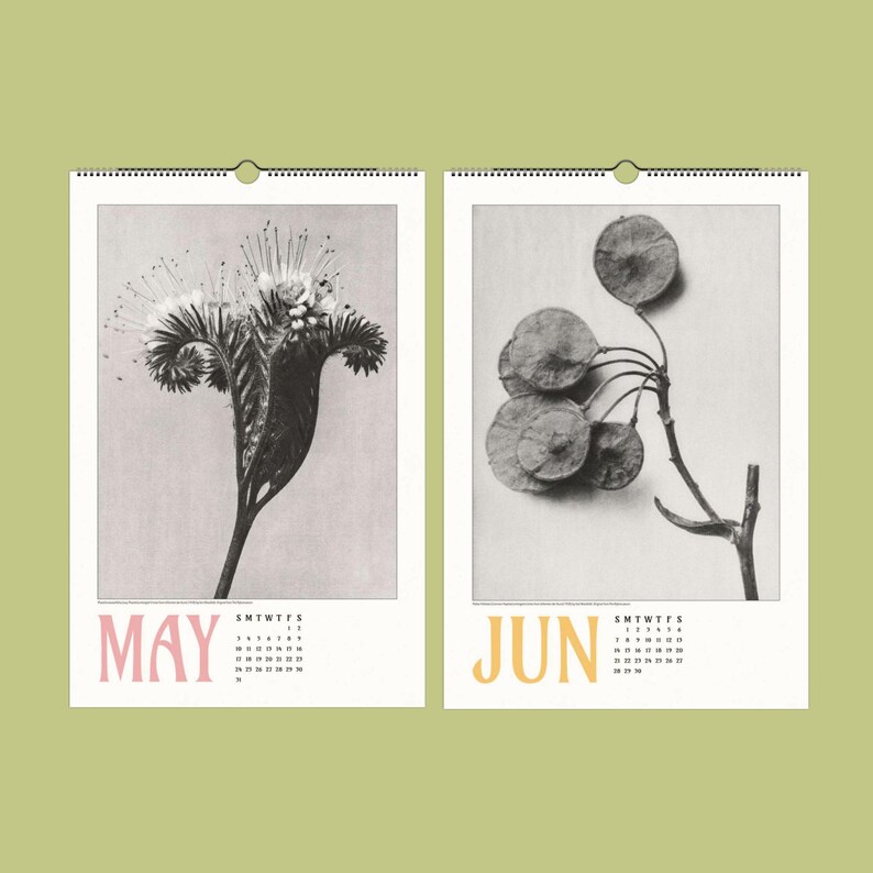 Karl Blossfeldt Wall Calendar – Urformen Der Kunst, Nature Photography ...