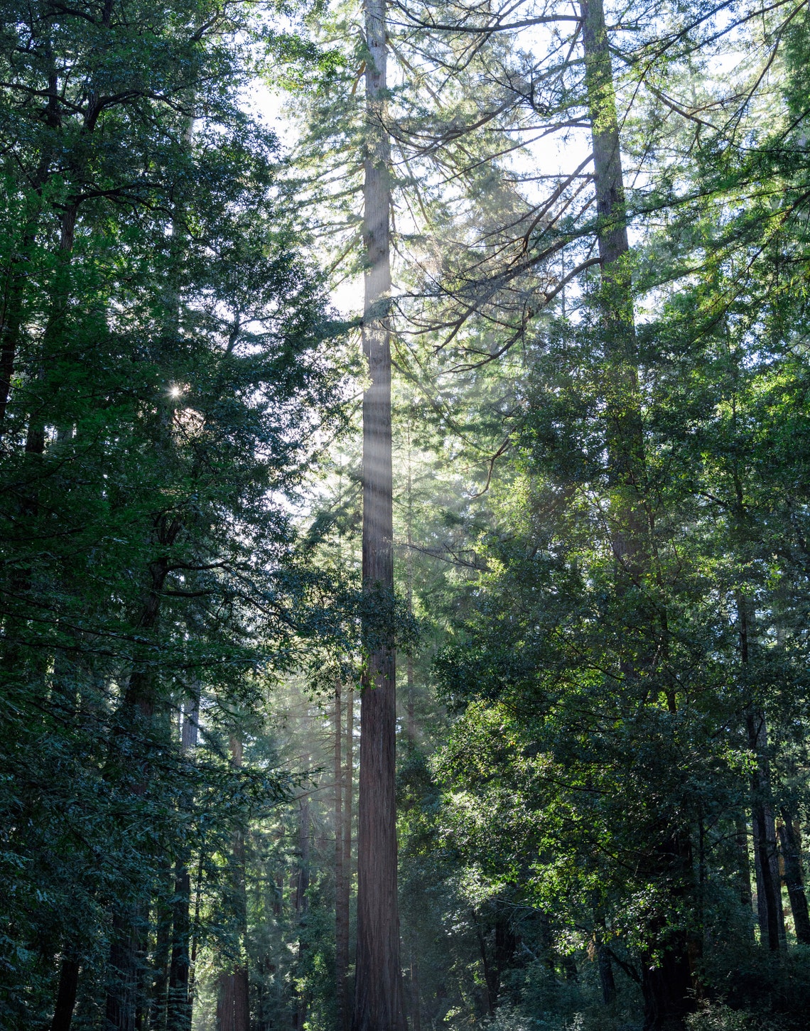 Redwood Tree Grove Big Basin State Park Photography Prints - Etsy