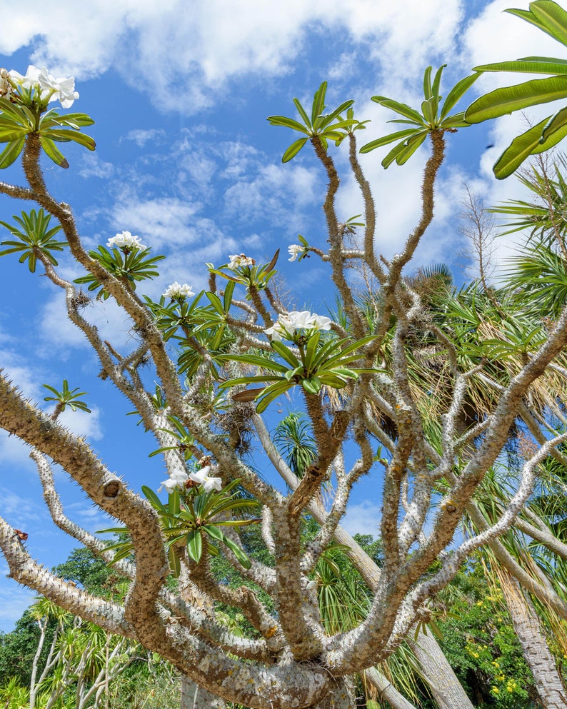 Madagascar Palm in Bloom - Photography Prints - Palm - Home Decor ...