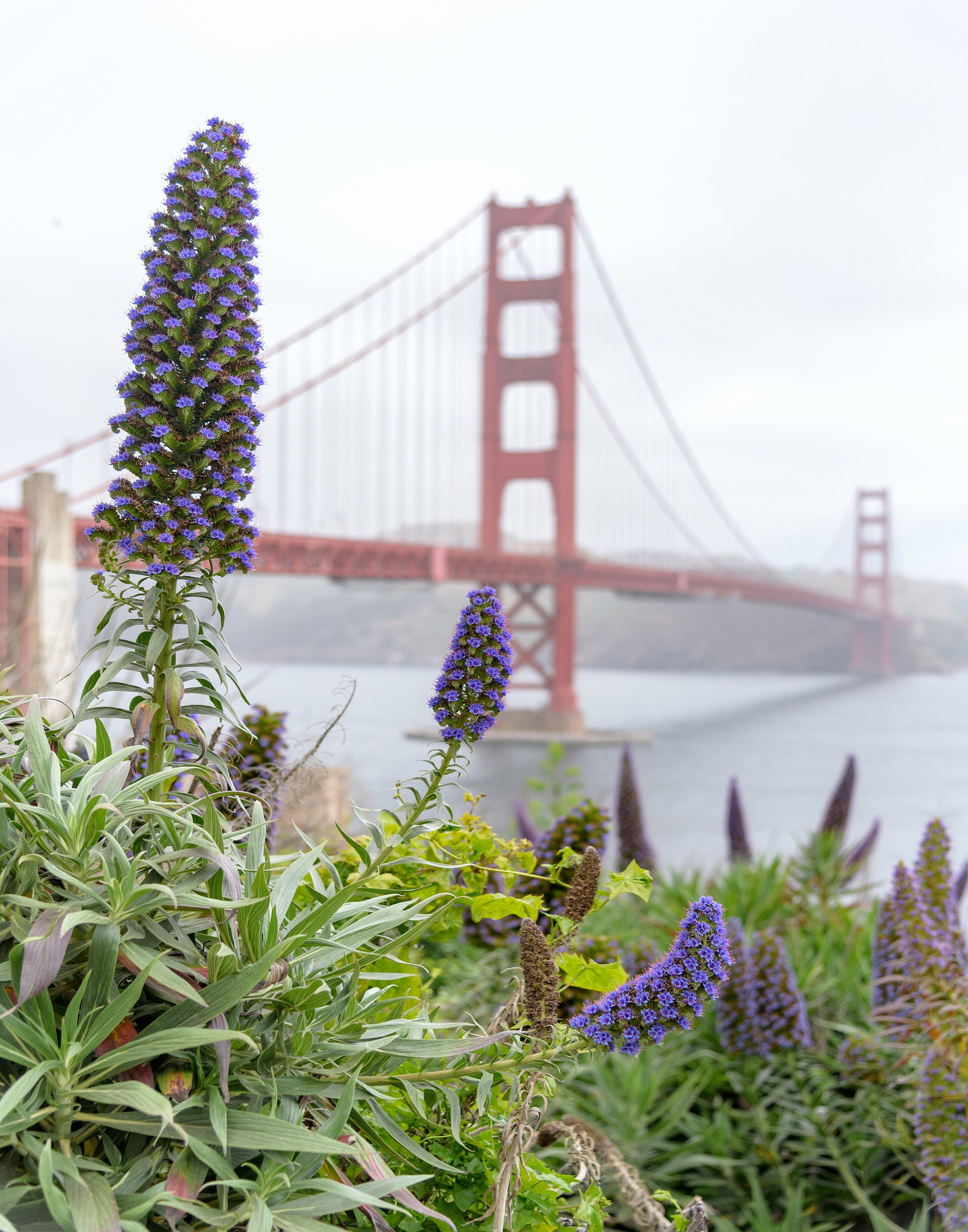 Golden Gate Bridge With Purple Flowers - Photography Prints - San ...