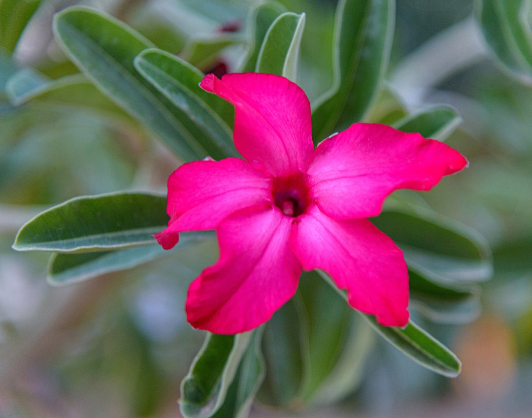 Pink Desert Rose Blossom - Photography Prints - Phoenix - Nature ...