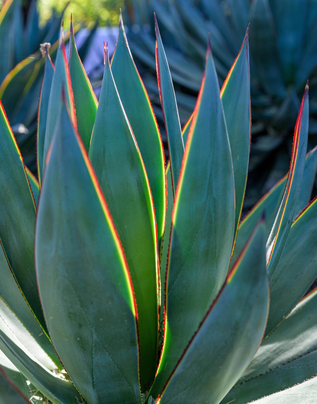 ARTWORK ONLY Blue Agave - Photography Prints - Plant - Home Decor ...