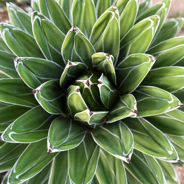 Agave Photography - Etsy