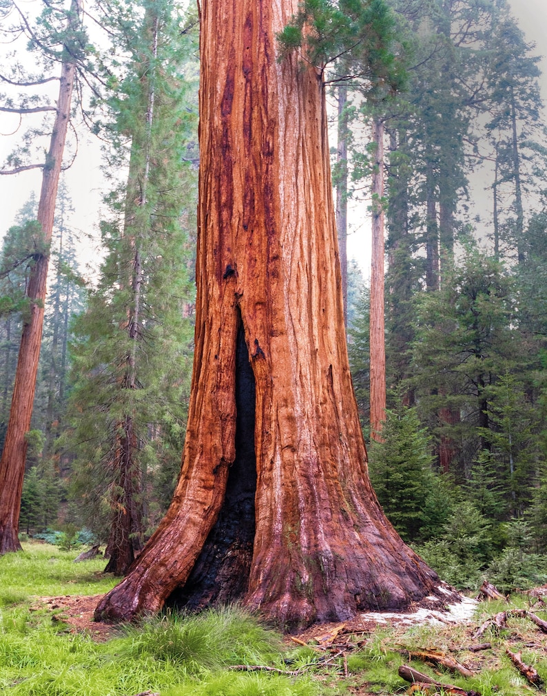 Giant Redwood Trunk in Sequoia National Park - Photography Prints ...