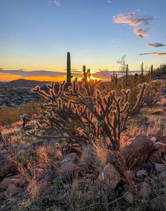 Cactus Sunset Photography Desert, Cactus Landscape Photography, Photo,