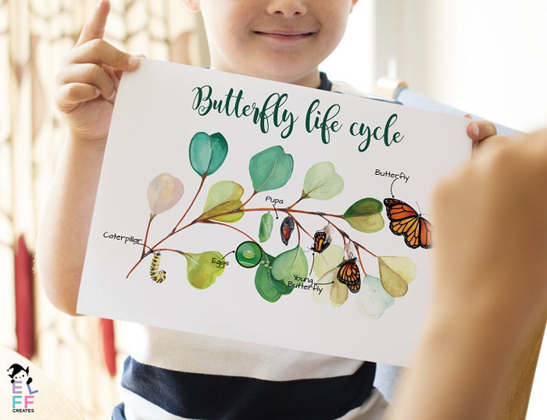 BUTTERFLY LIFE CYCLE Poster Printable Learning Material Classroom ...