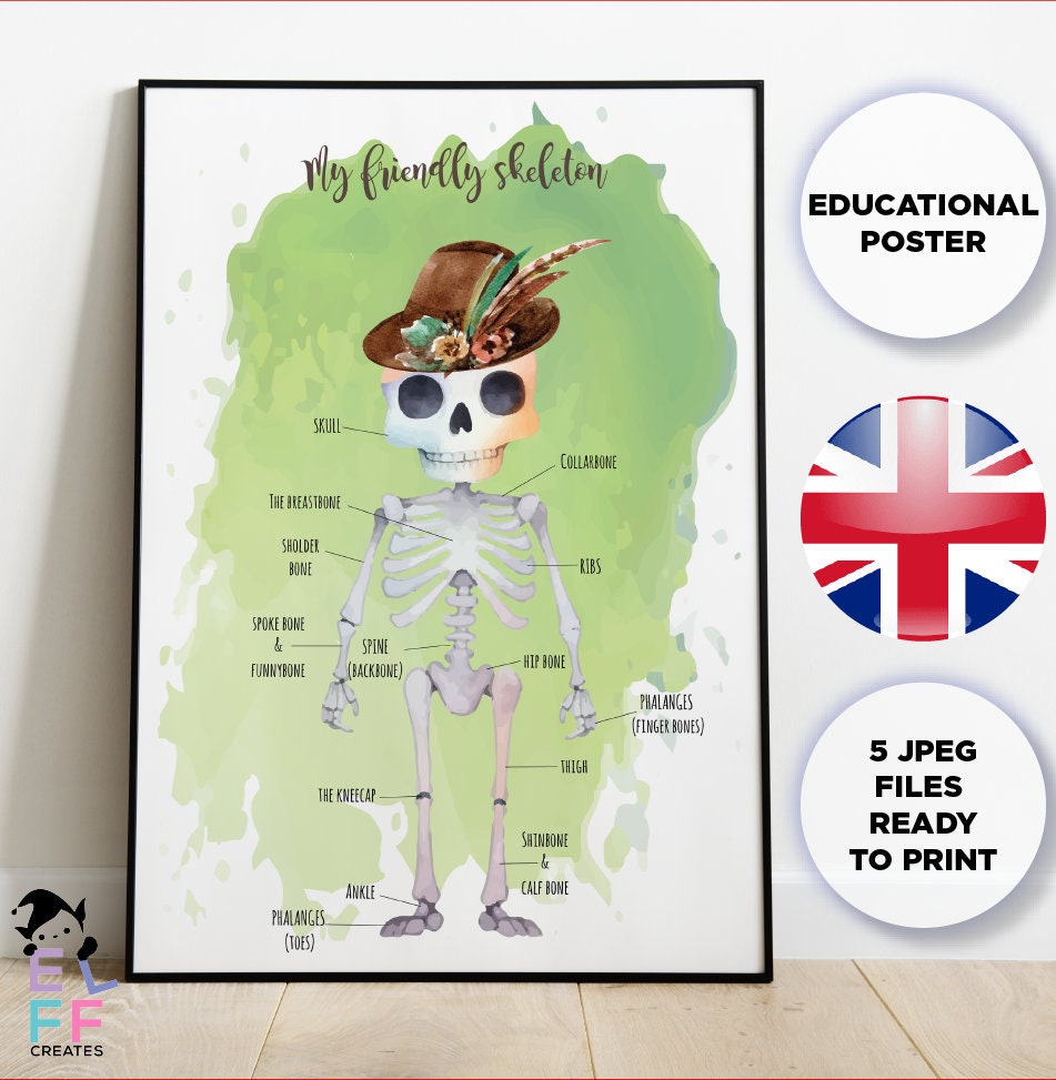 HUMAN SKELETON POSTER Printable Learning Binder Preschool Bone Anatomy ...