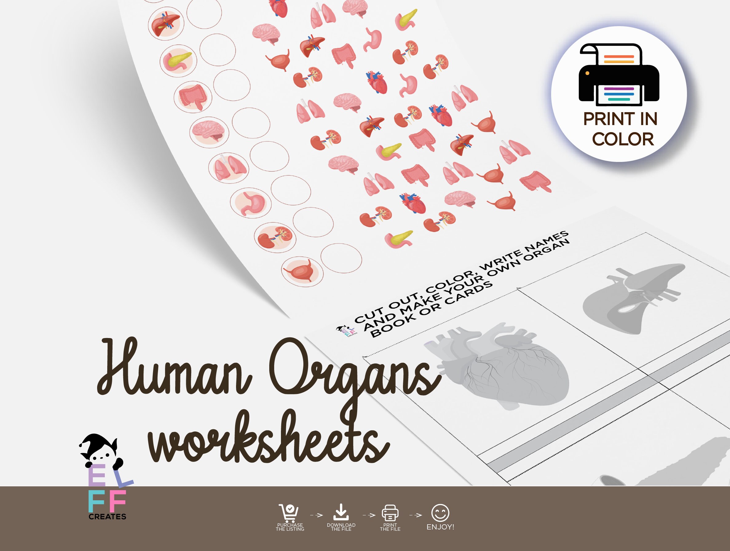 Human Organs Activity Book Montessori Materials Printable Preschool ...