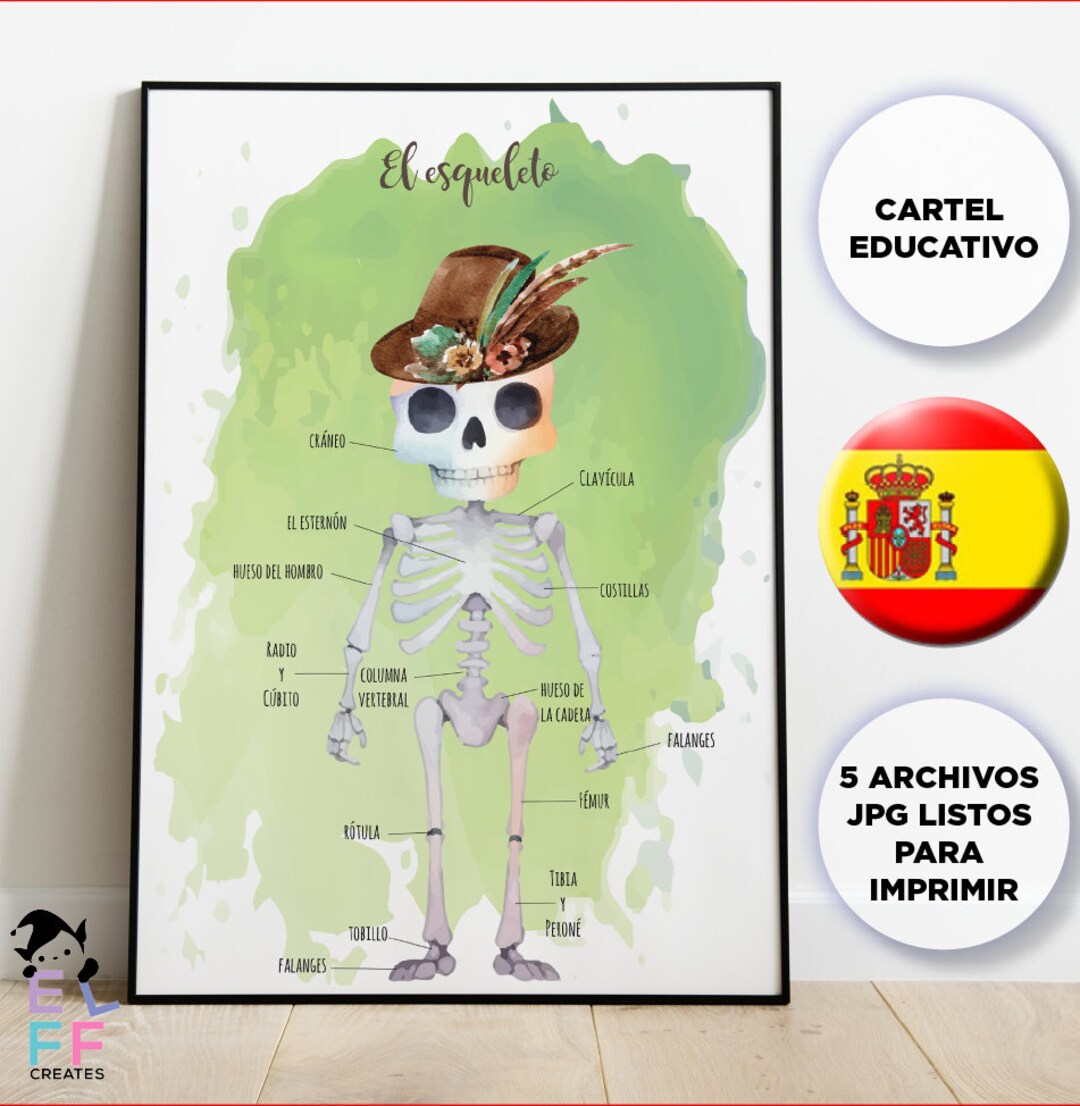 Skeleton Poster in Spanish - Learning Bones - Montessori Printable ...