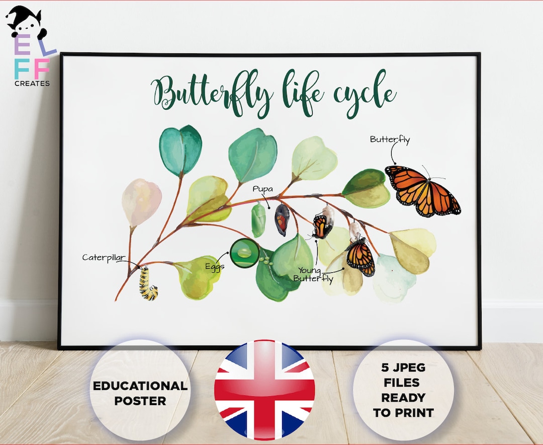 BUTTERFLY LIFE CYCLE Poster Printable Learning Material Classroom ...