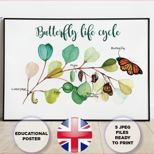 BUTTERFLY LIFE CYCLE Poster Printable Learning Material Classroom ...