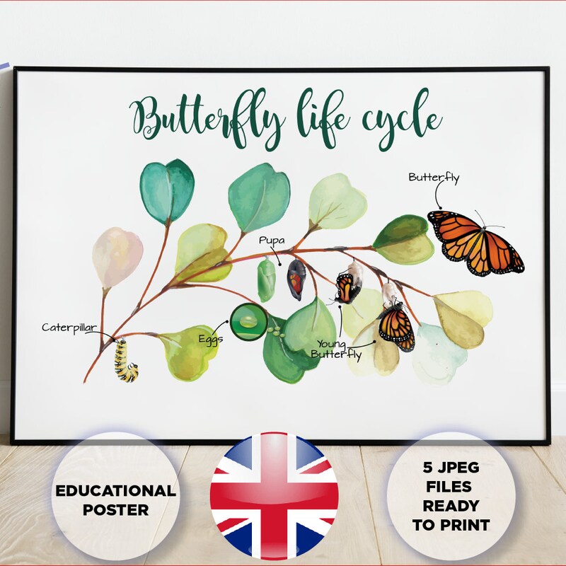 Butterfly Life Cycle - Etsy