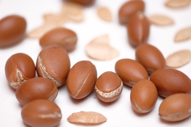 Moroccan Argan Nut Oil 16 Ounces 100% Pure Extra Virgin - Etsy