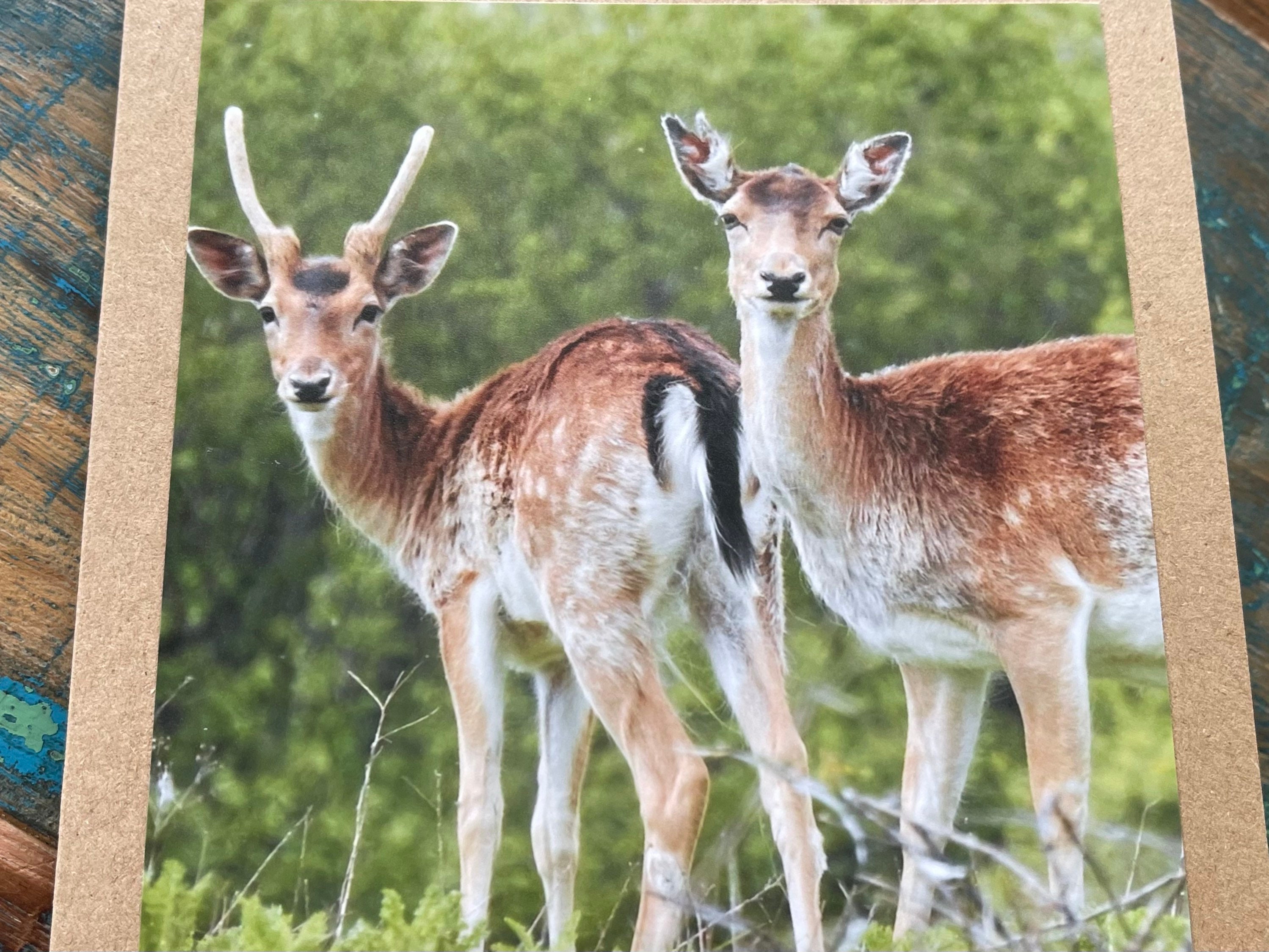 Deer Card. Get Well Soon Card Recycled Card Birthday Card - Etsy UK