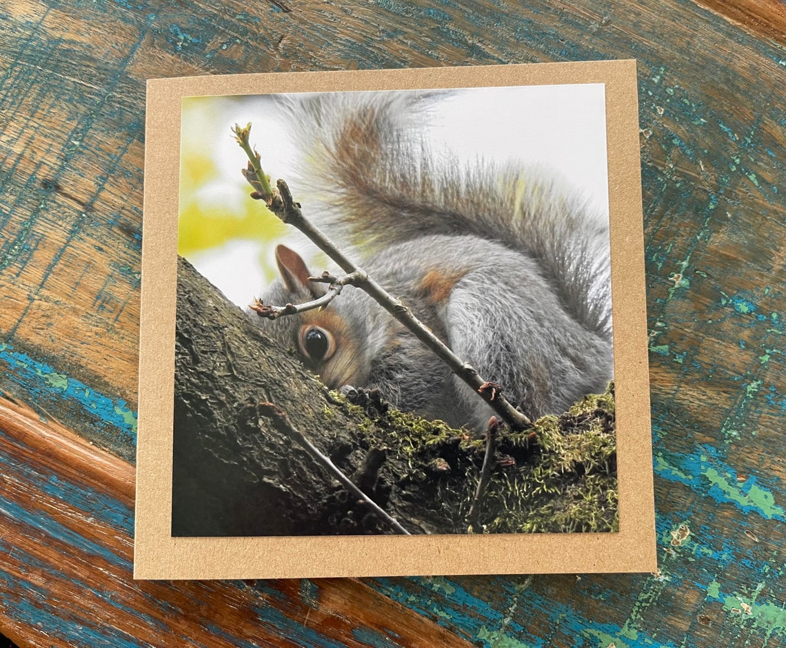 Squirrel Card. Get Well Soon Card, Recycled Card, Birthday Card, Eco ...