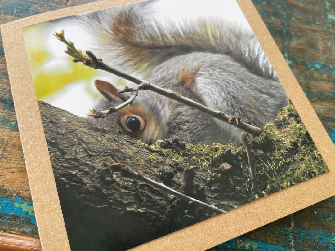 Squirrel Card. Get Well Soon Card, Recycled Card, Birthday Card, Eco ...