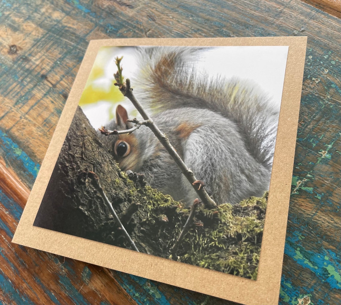 Squirrel Card. Get Well Soon Card, Recycled Card, Birthday Card, Eco ...