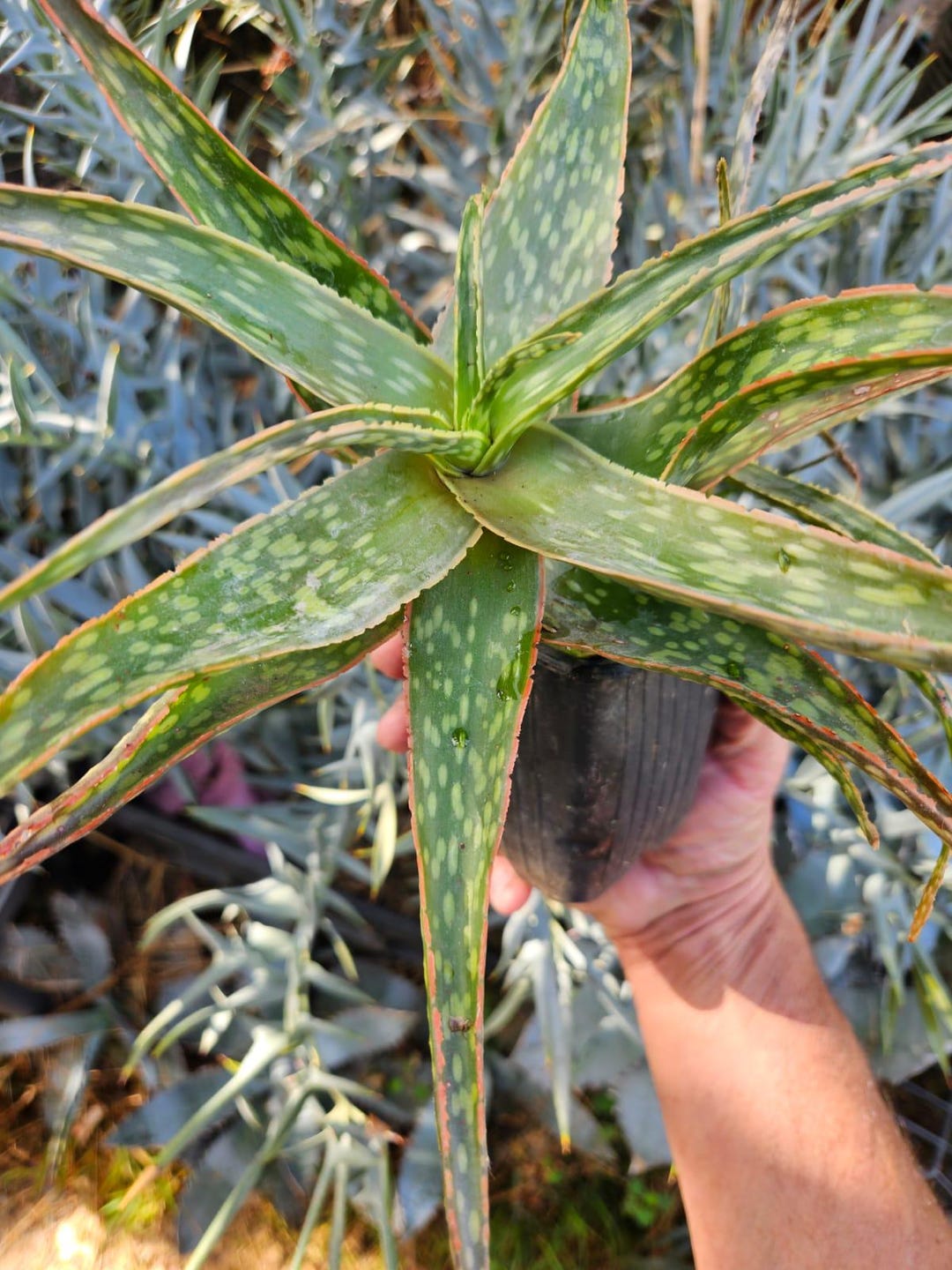 Aloe Rebmannii Live Plant|madagascar Aloes|species Aloes|small Size ...