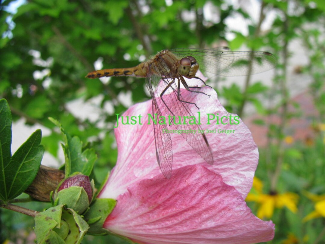 Pretty Dragonfly Perch - Etsy