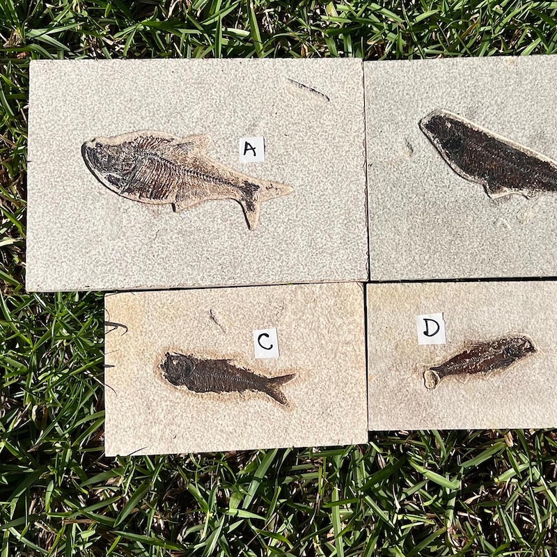 Fossil Fish Plates - Etsy UK