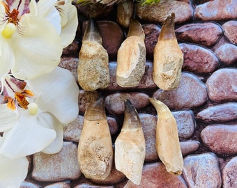 Dinosaur Tooth Mosasaur Tooth With Root 100% Genuine Specimen Morocco ...