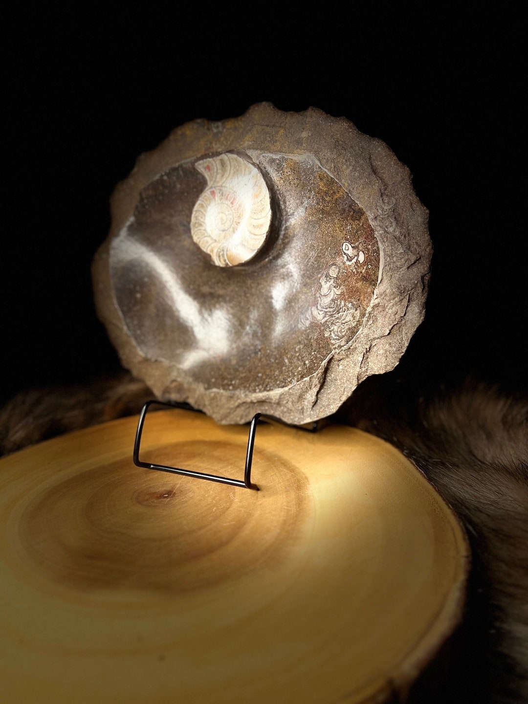 Ammonite Fossil Specimen Plate ~ Ammonite Conch Fossil ~ Geology ~ Gift ...