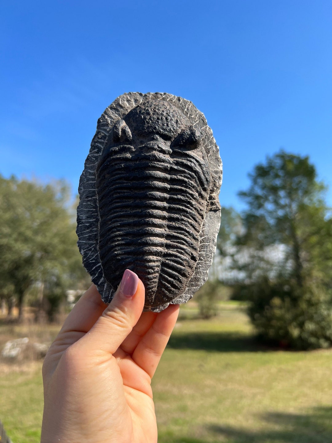 Huge Trilobite Fossil ~ Trilobite Fossil Cast ~ Collector Fossil ...