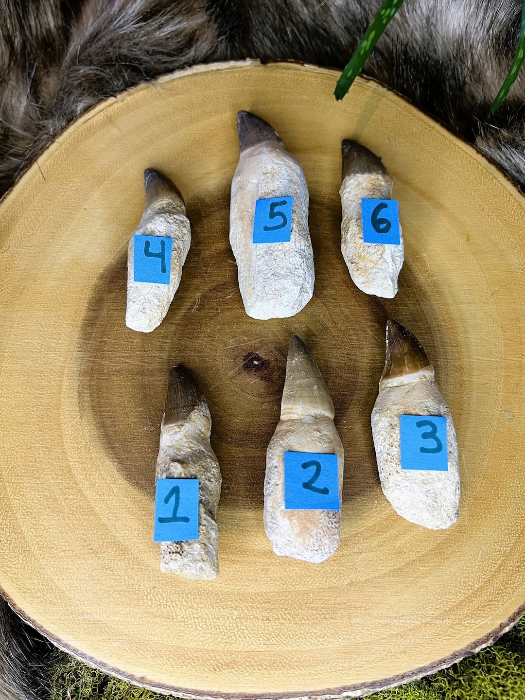 Dinosaur Tooth Mosasaur Tooth With Root 100% Genuine Specimen Morocco ...