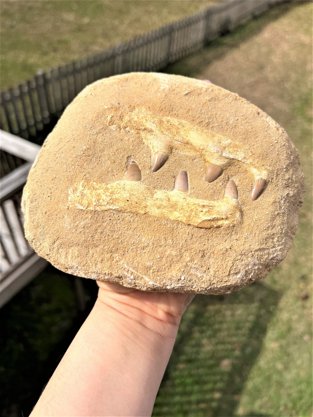 Dinosaur Tooth ~ Mosasaur Tooth With Root 100% Genuine Specimen ...